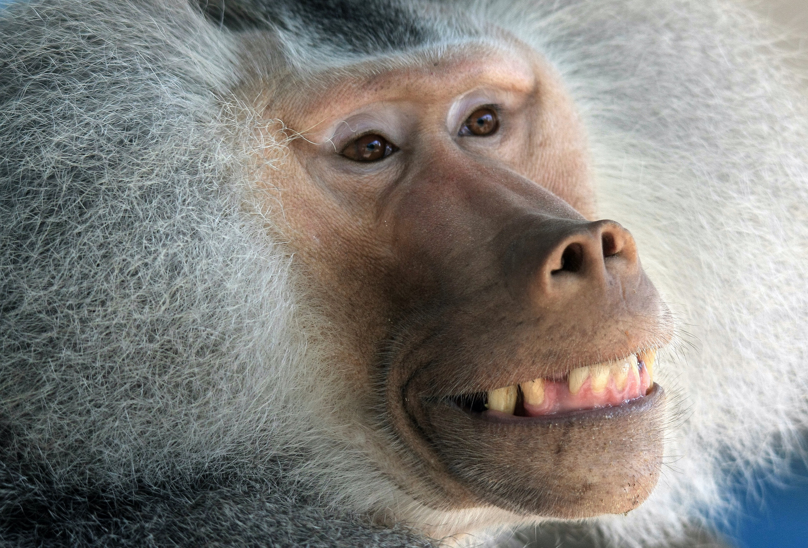 smeil..... Foto & Bild | tiere, zoo, wildpark & falknerei, säugetiere ...