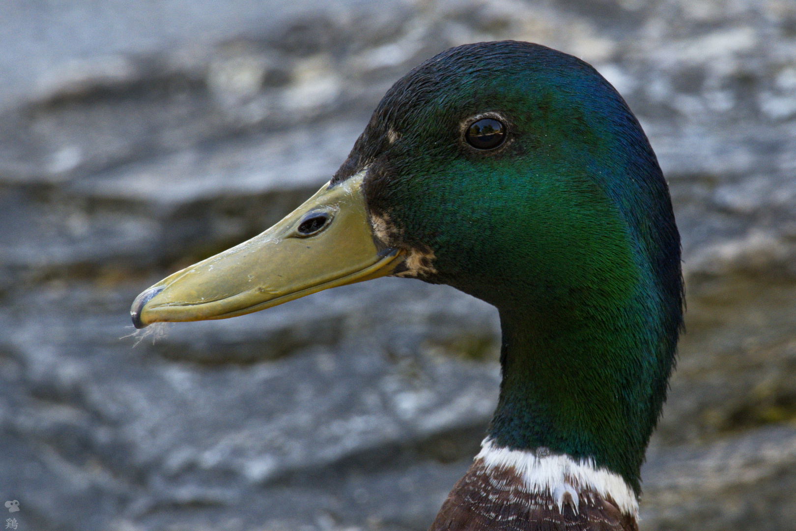 SMILING DUCK Foto & Bild | tiere, wildlife, wild lebende vögel Bilder ...