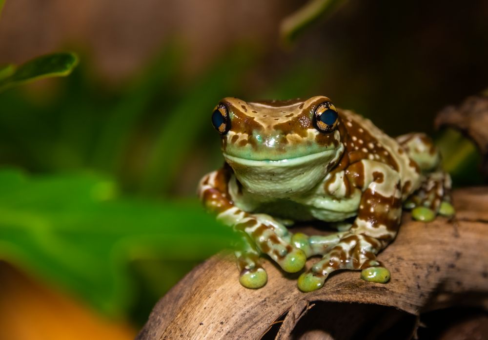 Smiling Frog Foto & Bild | tiere, zoo, wildpark & falknerei, amphibien ...