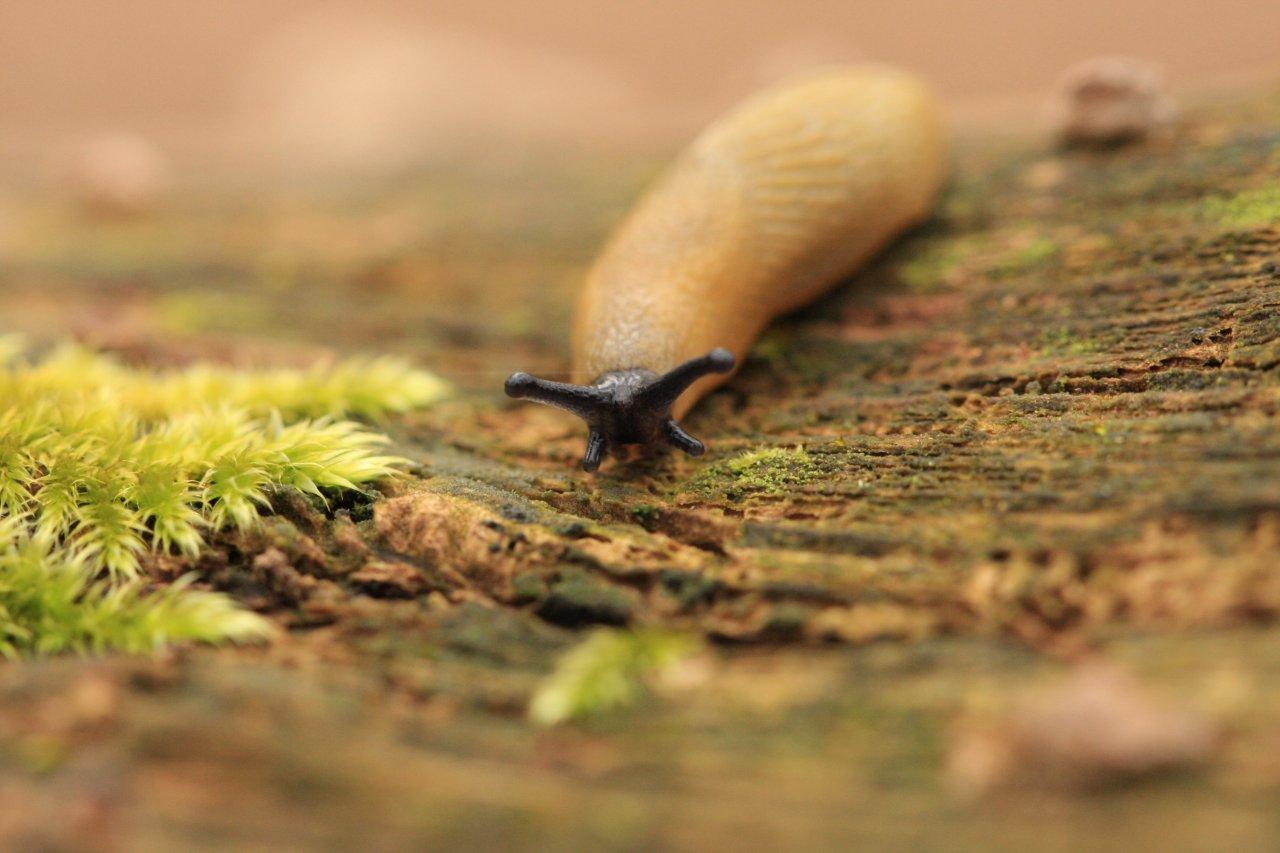 Snail Foto & Bild | pflanzen, pilze & flechten, nature, schnecke Bilder ...