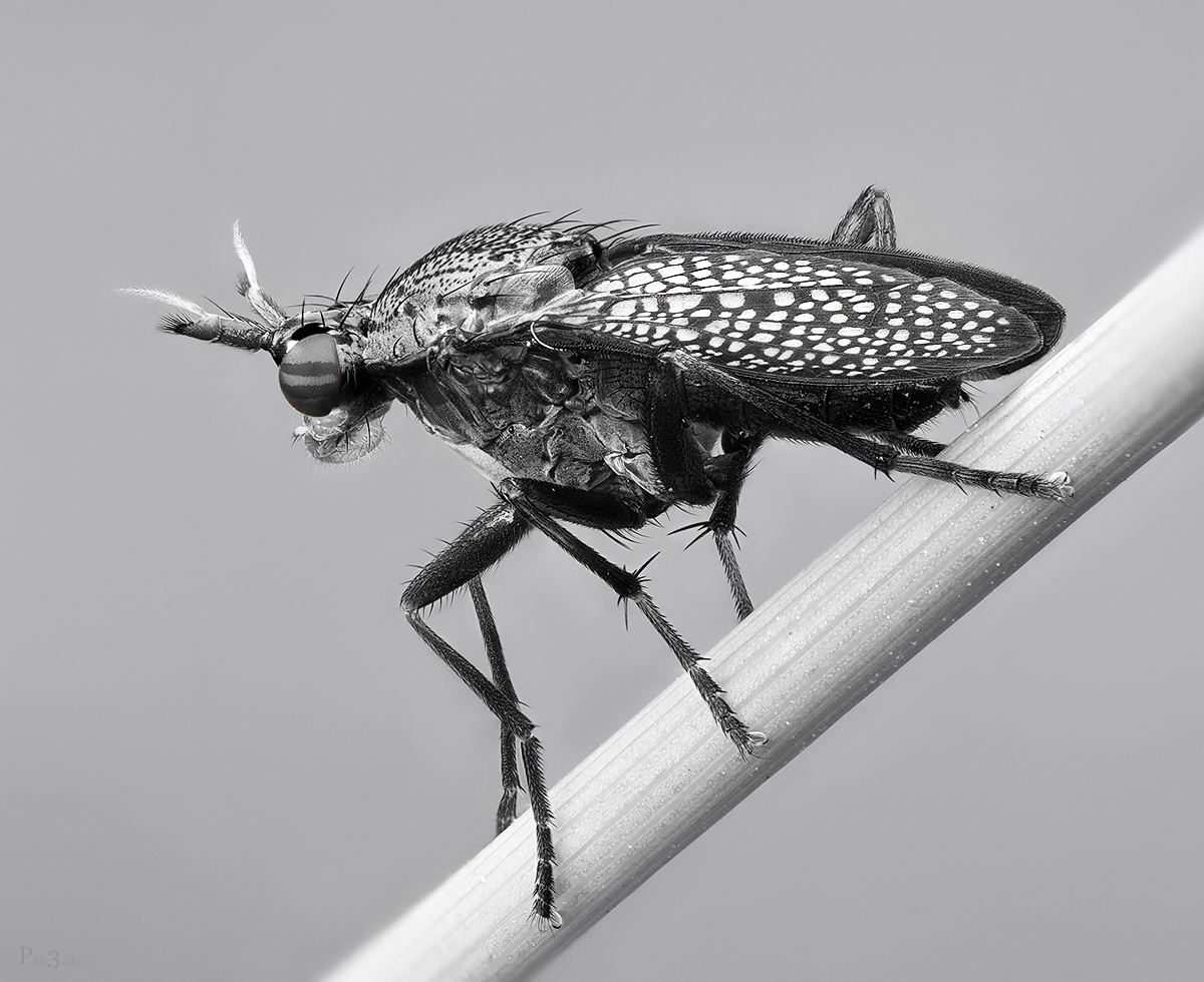 Snail-killing Foto & Bild | makro, sw, natur Bilder auf fotocommunity