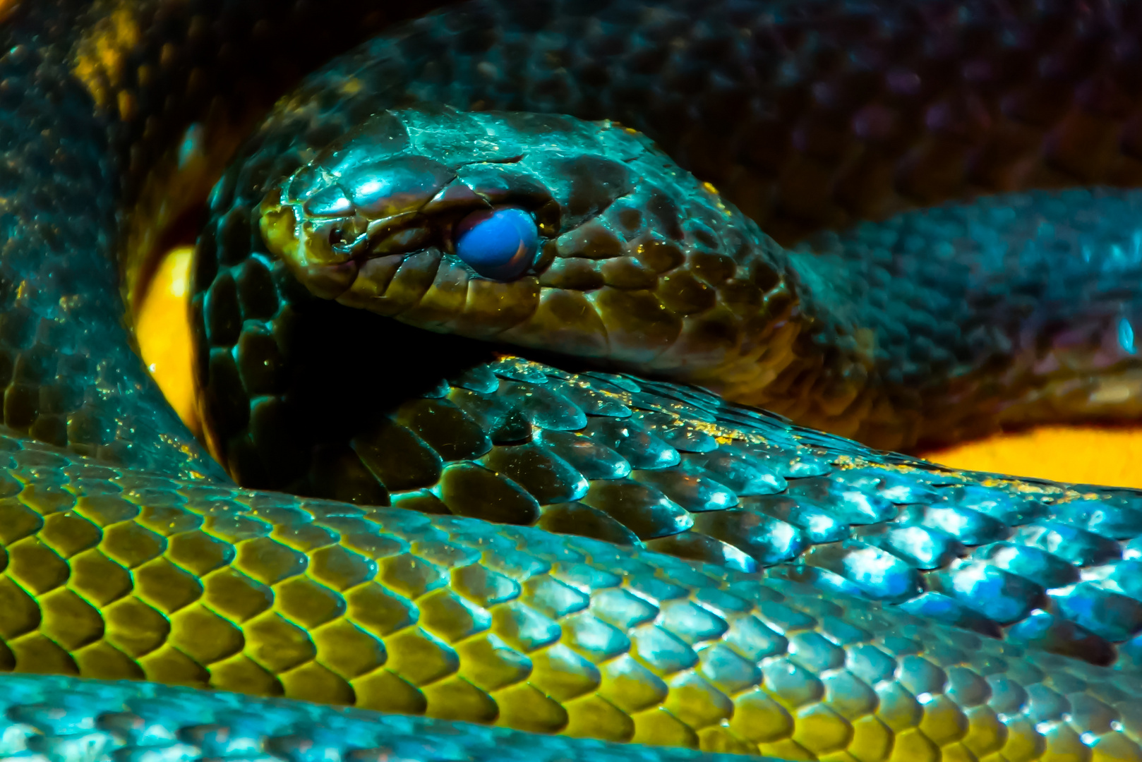 SNAKE Foto Bild Tiere Zoo Wildpark Falknerei Amphibien snake-foto-bild-tiere-zoo-wildpark-falknerei-amphibien