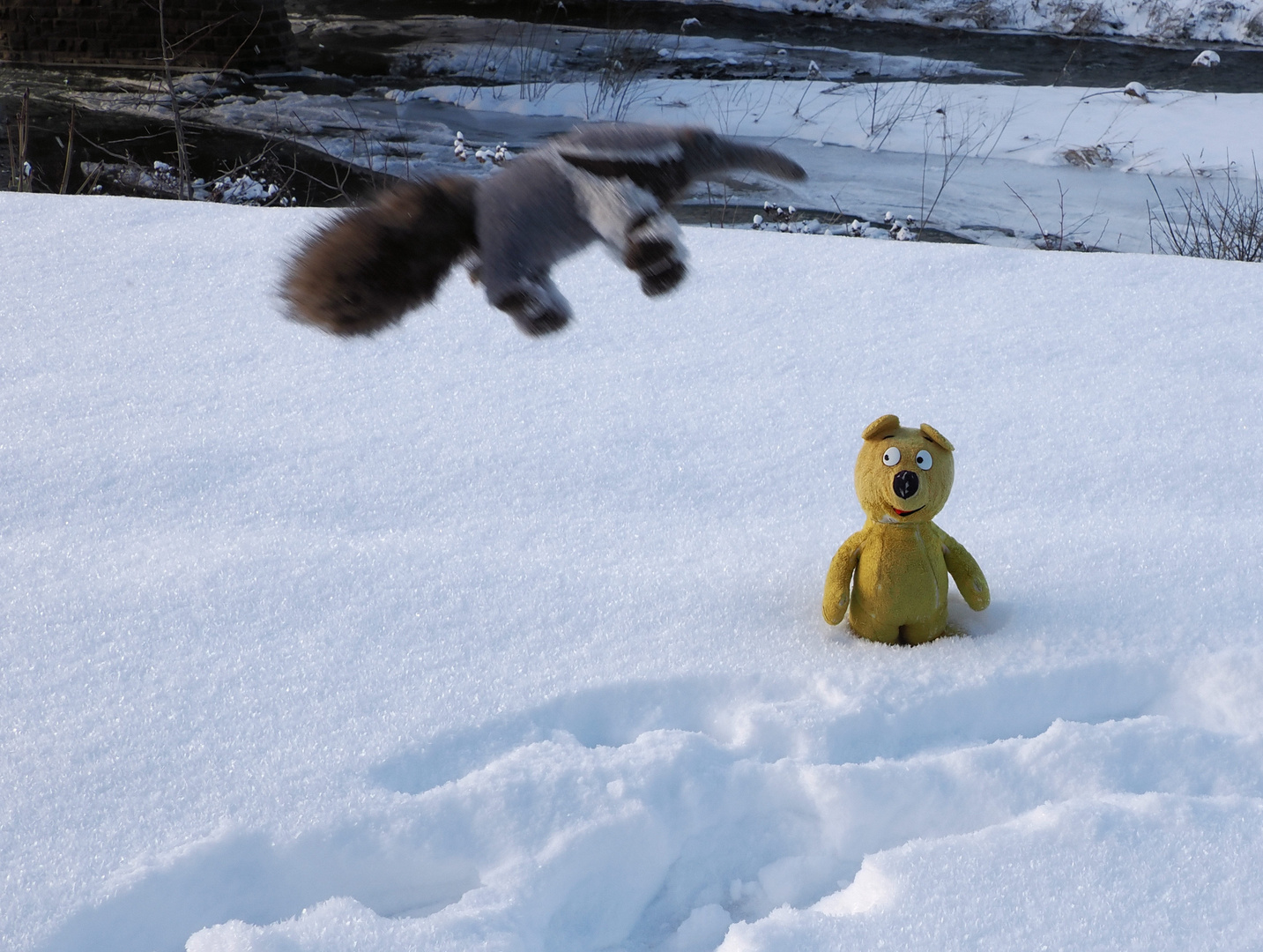 Sniffi ist in freudiger Erwartung.. Ludwig kommt … Foto & Bild ...