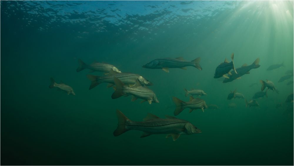 Snooks II Foto & Bild | north america, united states, florida Bilder ...