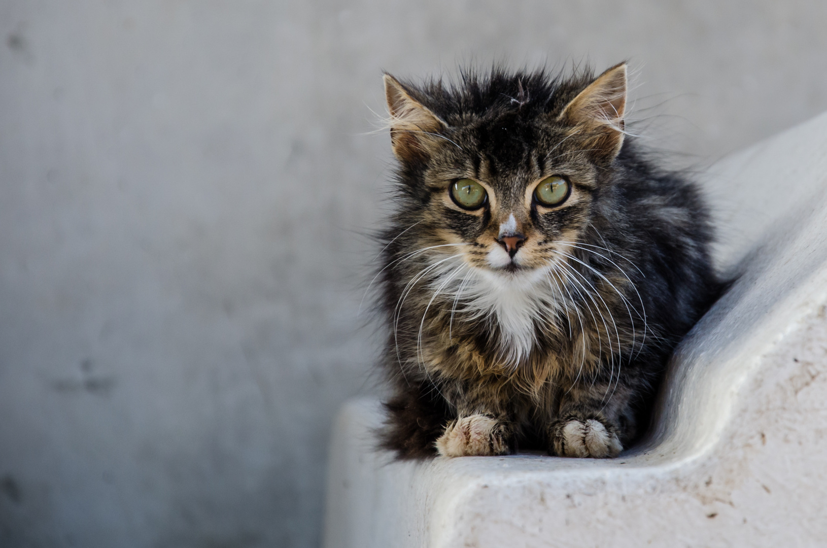 Snoopy Cat Foto & Bild | contest, dein bestes foto 2017 Bilder auf ...