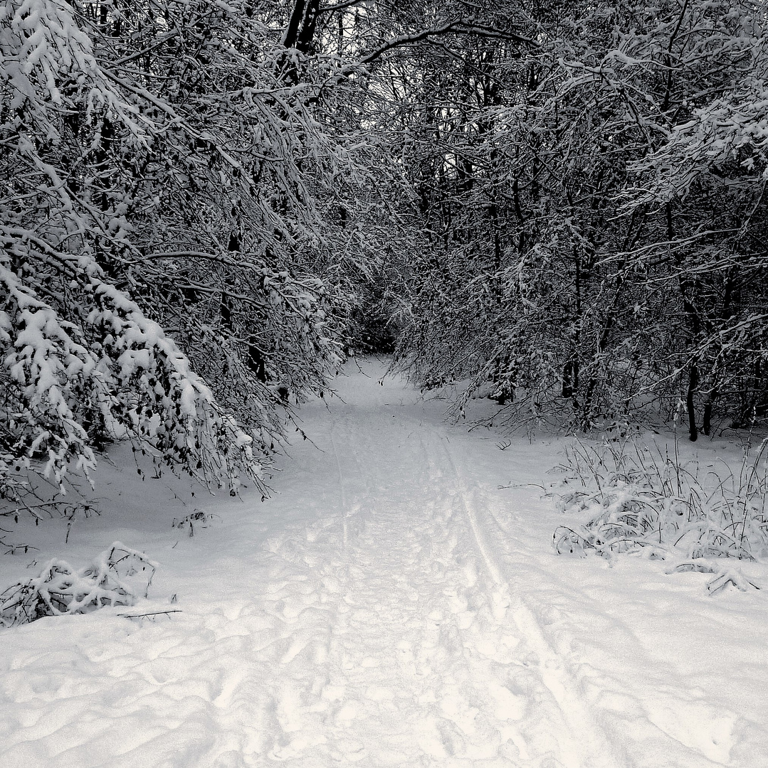 Snow again Foto & Bild | jahreszeiten, winter, wald Bilder auf ...