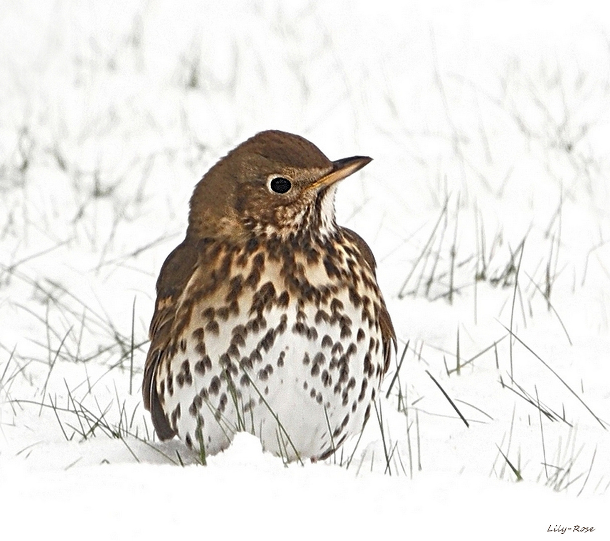 Snow Bai ... photo et image | animaux, animaux sauvages, oiseaux Images ...