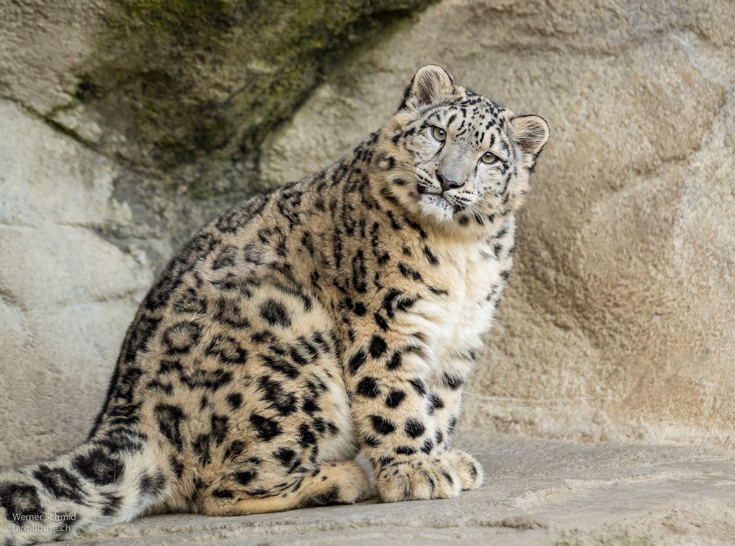 Snow-Leo Foto & Bild | tiere, animals, zoo Bilder auf fotocommunity