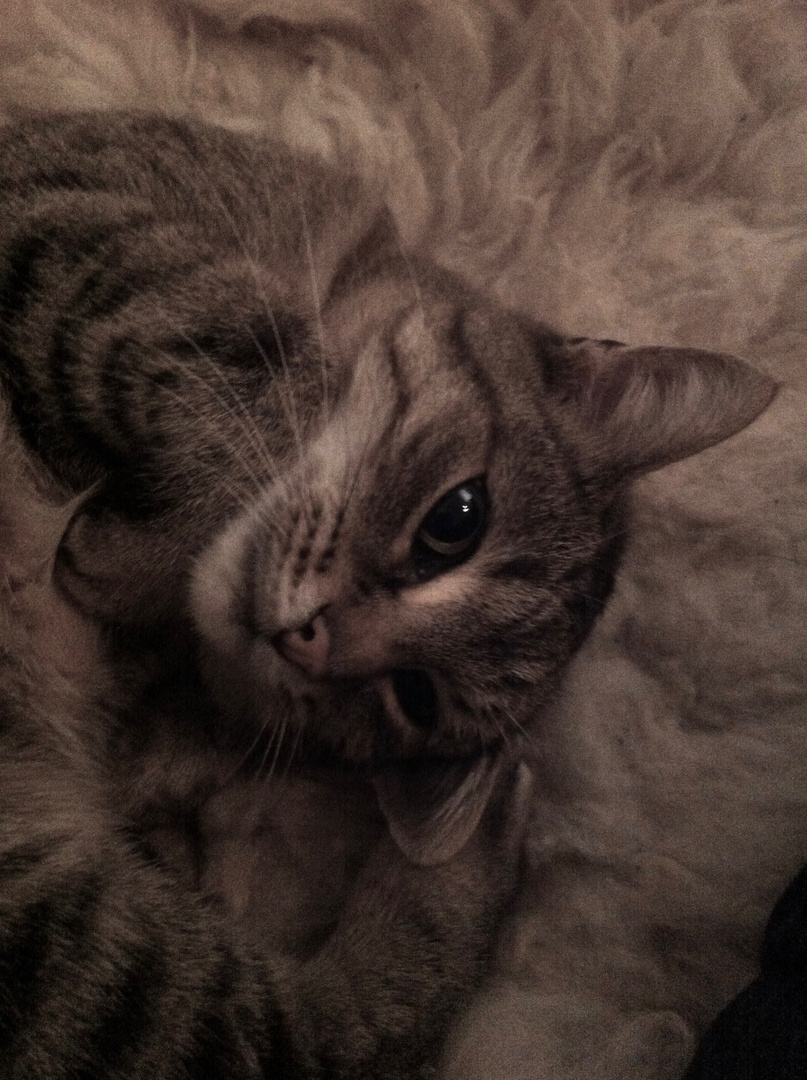 so ab und zu... Foto & Bild | natur, katzen, tiere Bilder auf fotocommunity