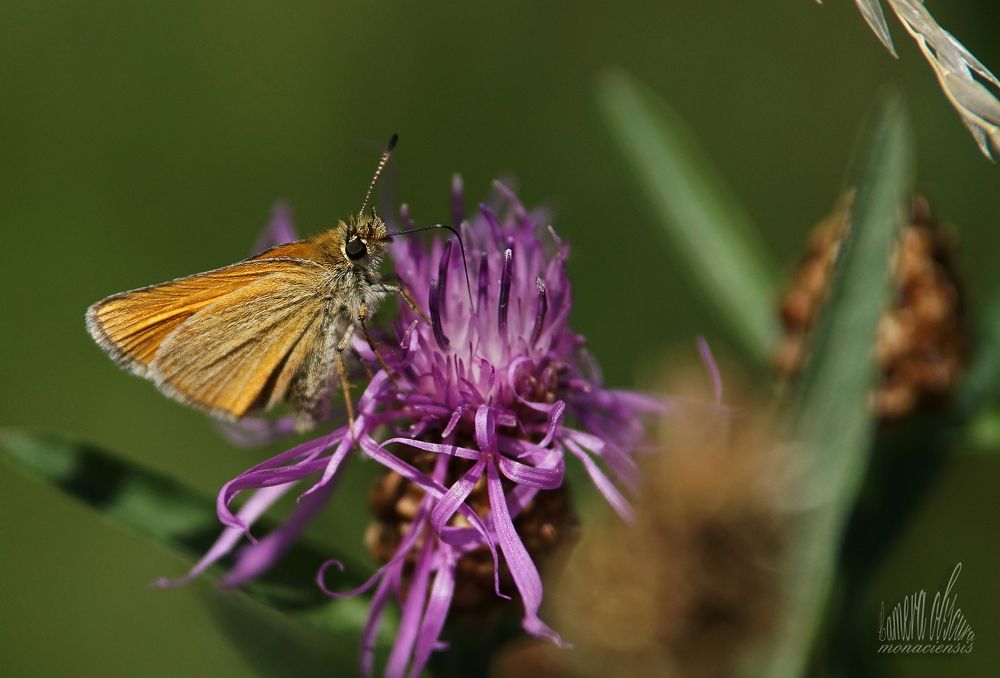 So ein Dickkopf Foto & Bild | nah- & makro, tiere, wildlife Bilder auf ...