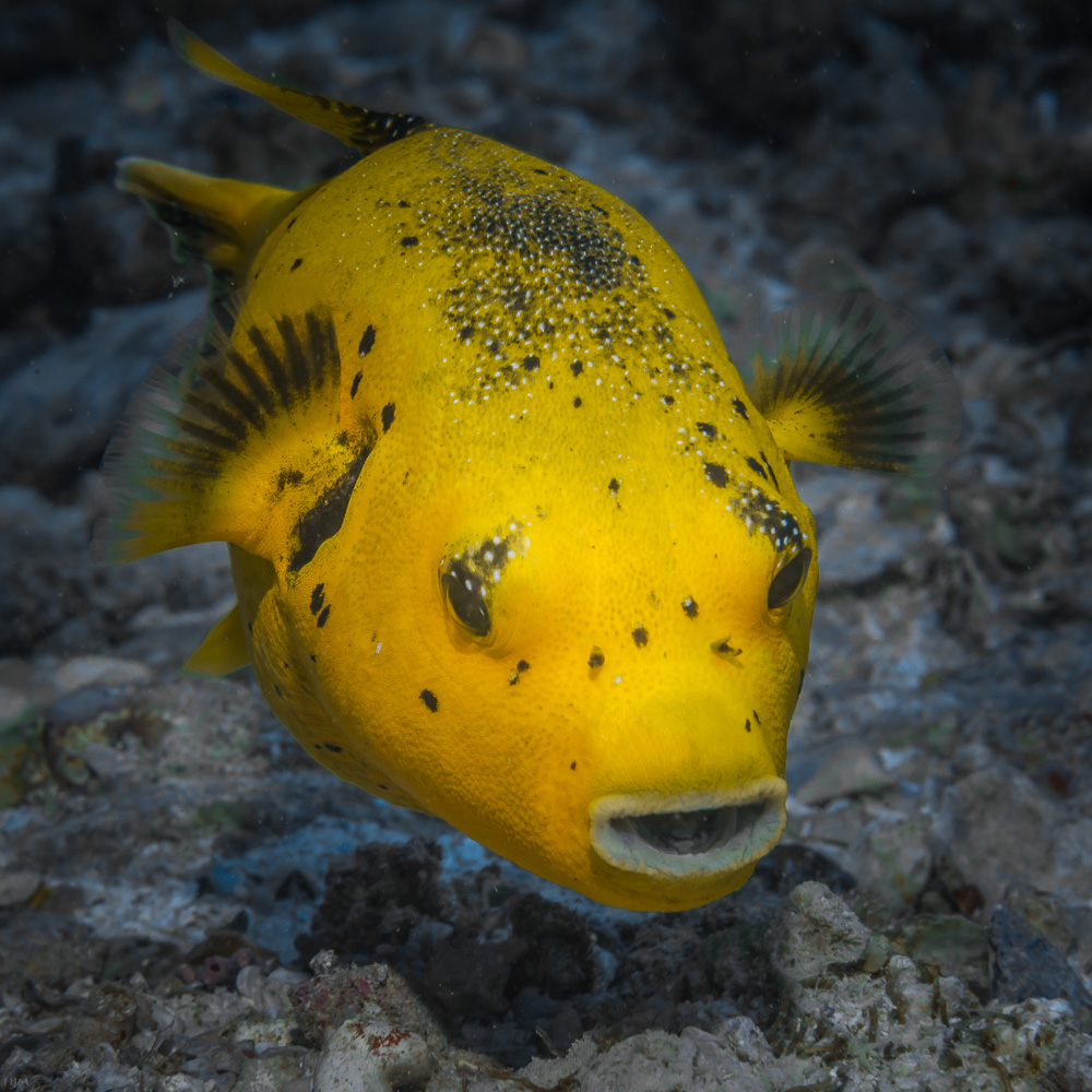 So ein Fischlein hat's immer kühl Foto & Bild | africa, eastern africa ...