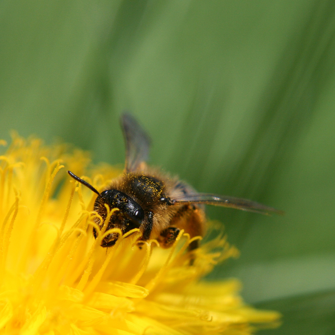 So ein fleißiges Bienchen Foto & Bild | tiere, wildlife, insekten ...