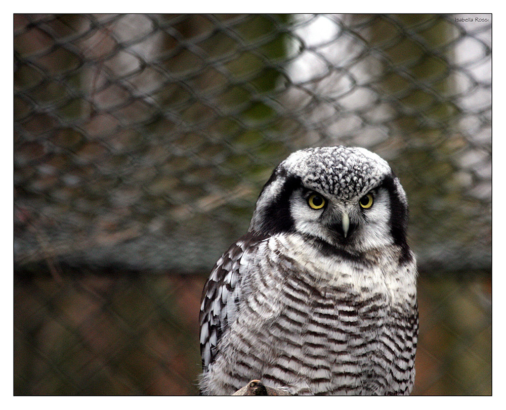 So ein Kauz Foto & Bild | tiere, zoo, wildpark & falknerei, vögel ...