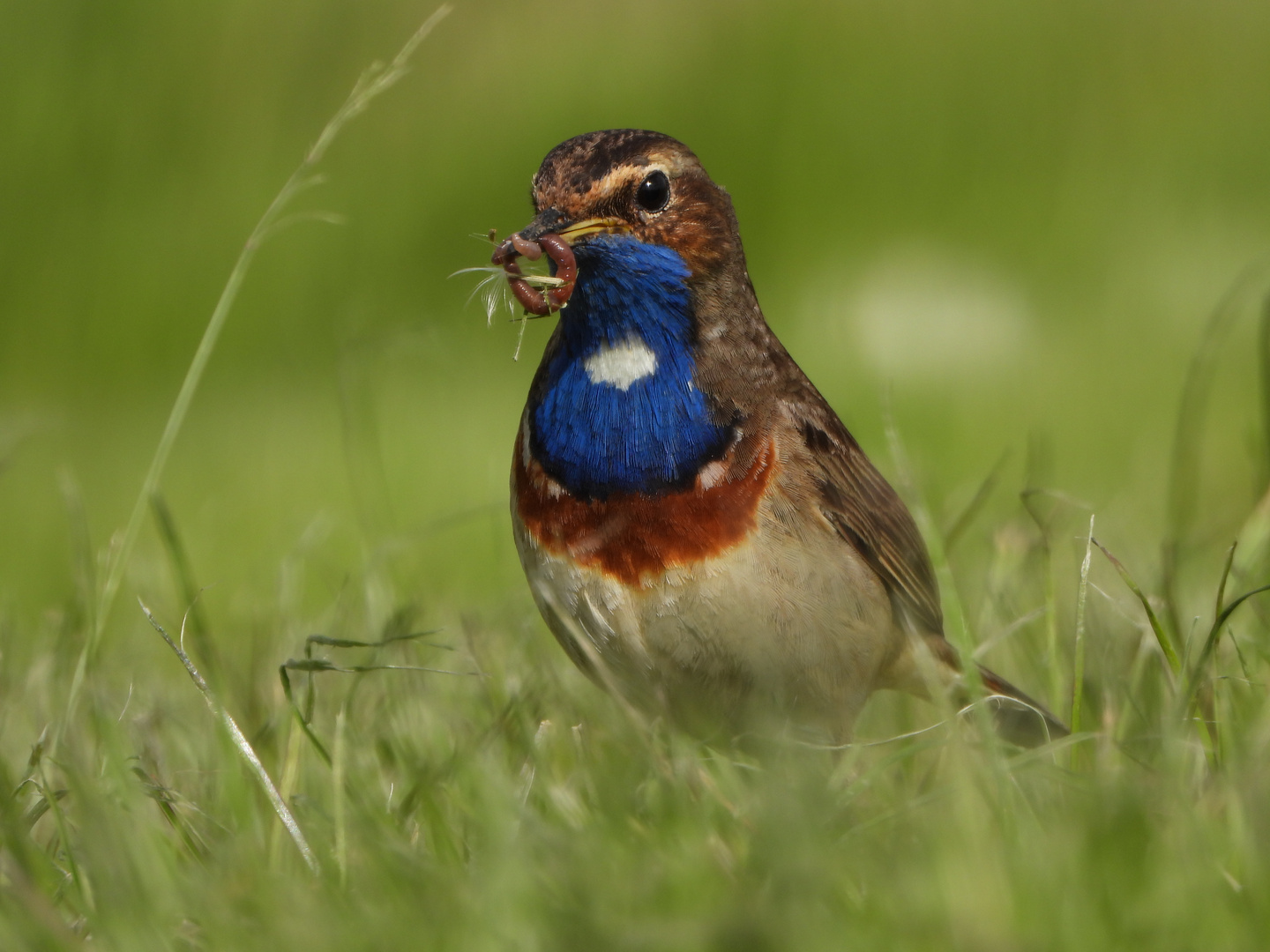 So ein schöner Wurm....... Foto & Bild | tiere, wildlife, wild lebende ...