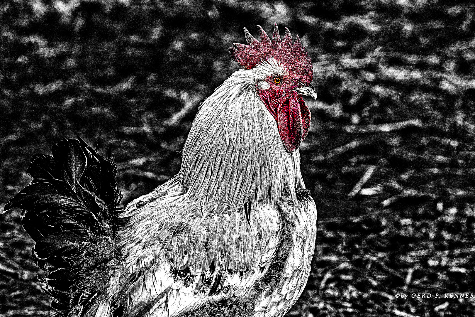 (so ein) . Stolzer Gockel Foto & Bild | nature, natur, federn Bilder ...