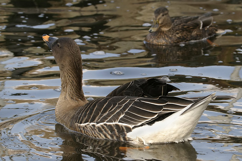 So eine eingebildete Gans Foto & Bild | tiere, wildlife, wild lebende ...
