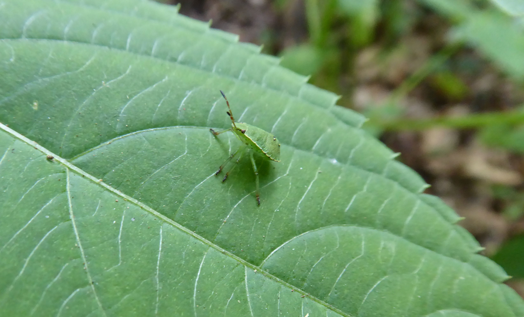 So eine Süße Foto & Bild | tiere, wildlife, insekten Bilder auf ...