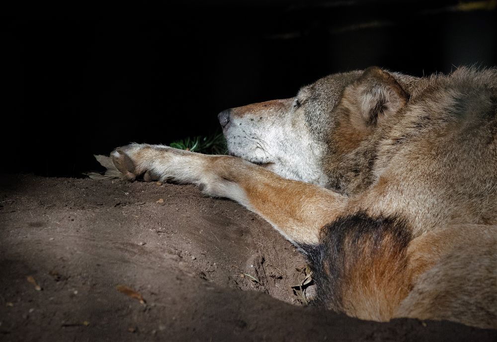 so friedlich kann ein Wolf sein.... Foto & Bild | natur, wolf, zoo ...