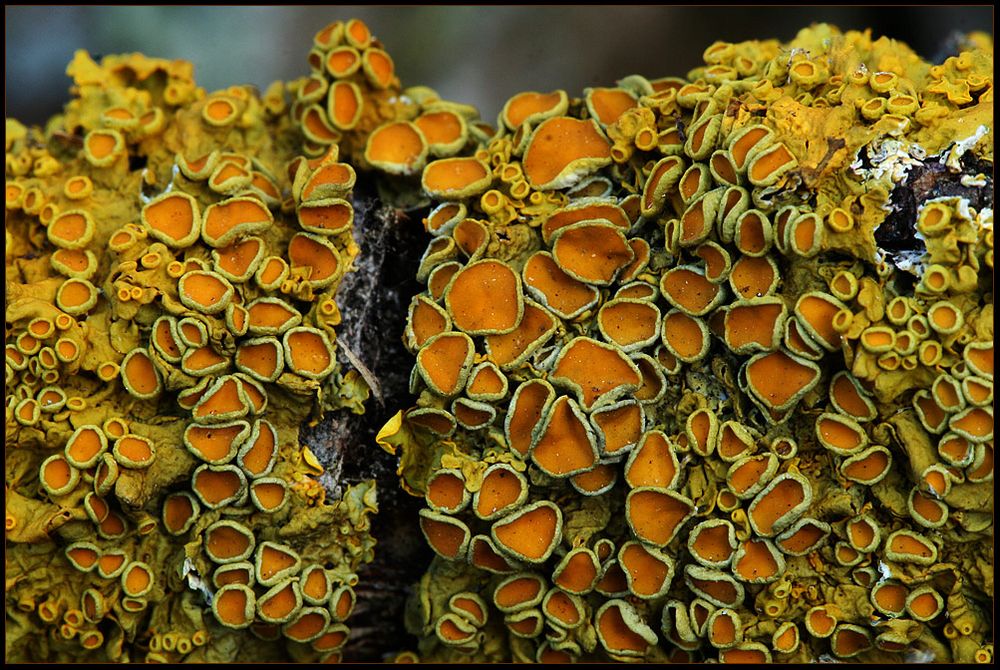 So gewöhnlich... Foto & Bild | pflanzen, pilze & flechten, pilze & flechten, flechten, diverse ...