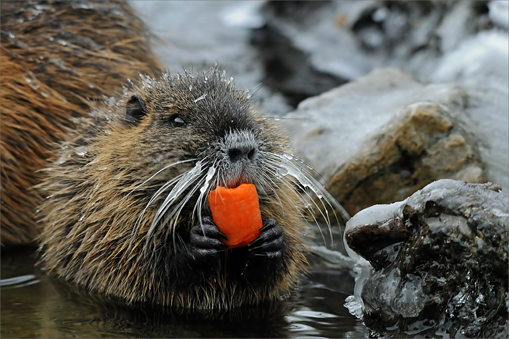 So hungrig Foto & Bild | tiere, tierkinder, tiere wildlife Bilder auf ...