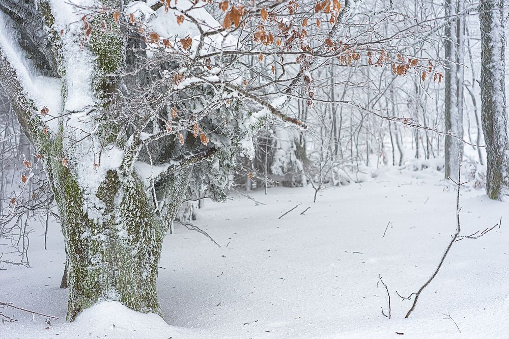 So isch Wendr! Foto & Bild | art, france, wald Bilder auf fotocommunity