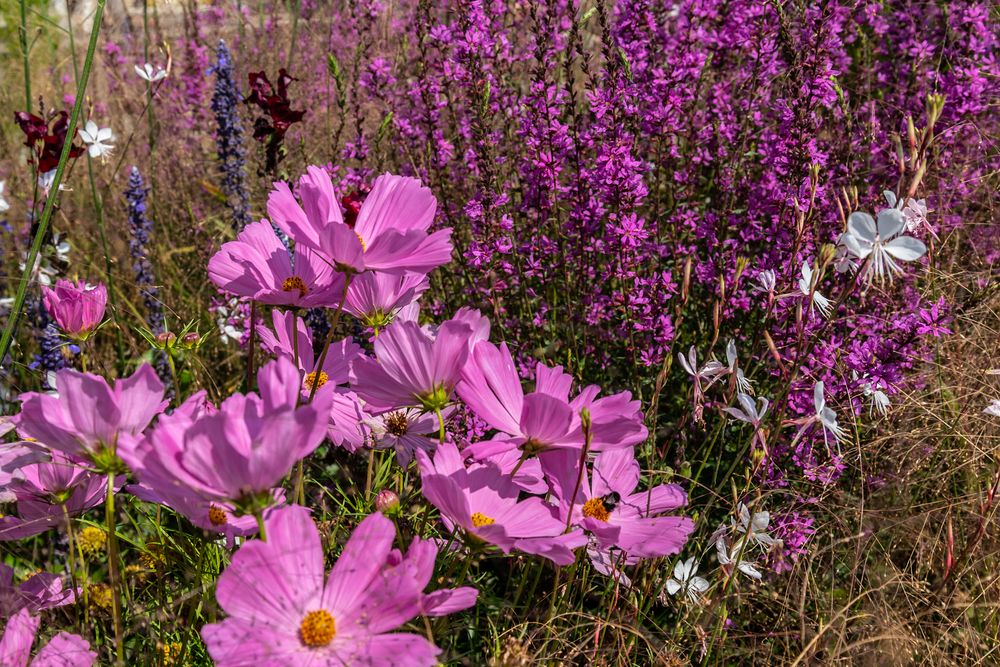 So ist der Sommer Foto & Bild | projekte, 3 - mittwochsblümchen ...