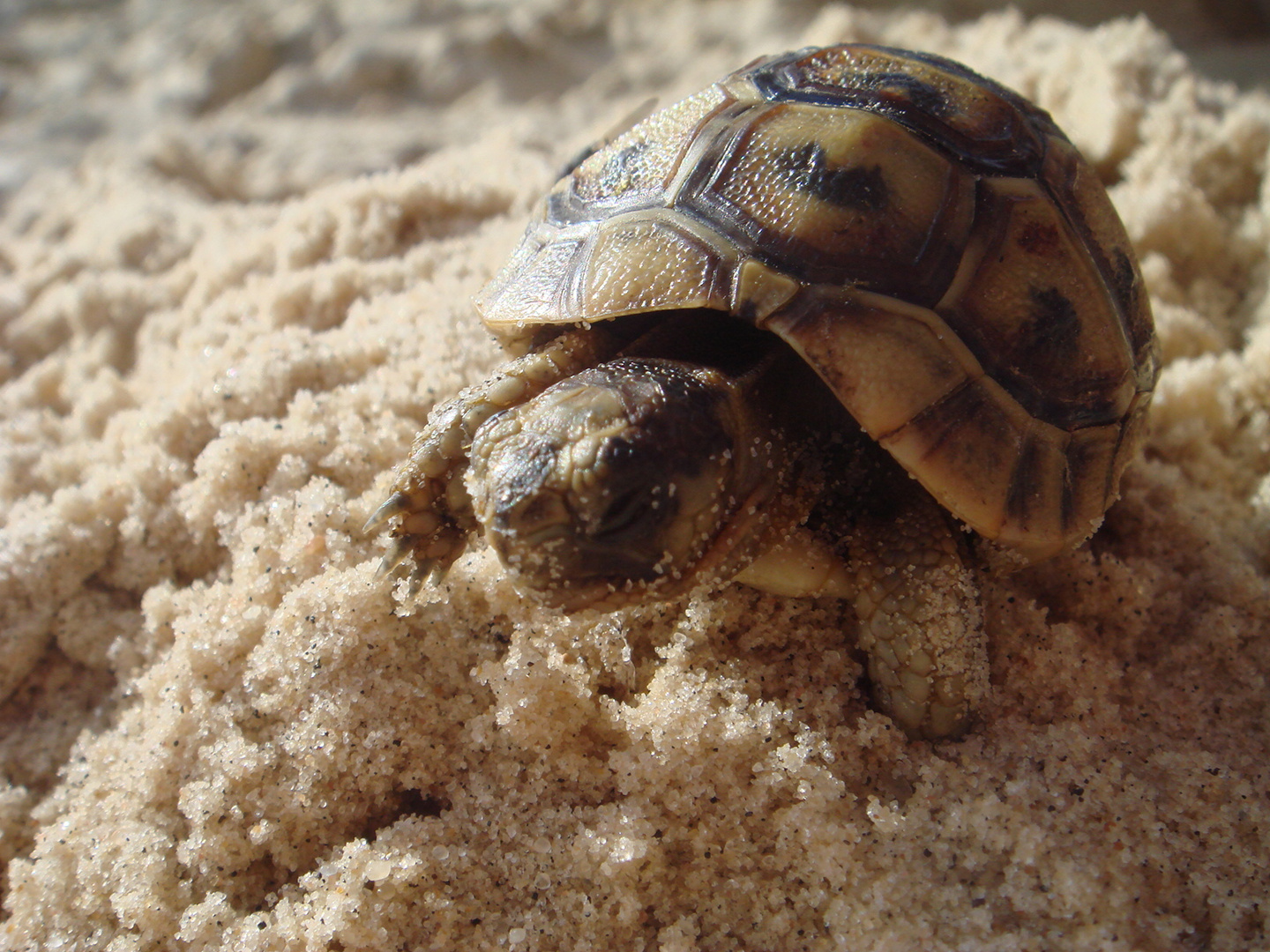 So klein... Foto & Bild | tiere, wildlife, amphibien & reptilien Bilder ...