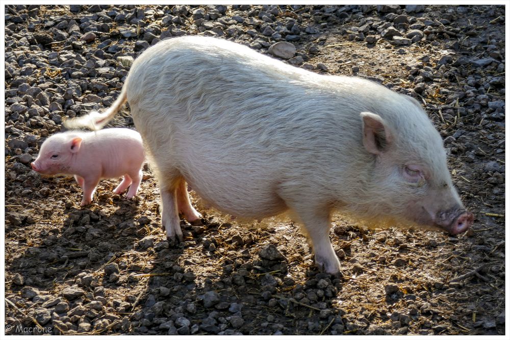 so klein... Foto & Bild | tiere, zoo, wildpark & falknerei, säugetiere ...