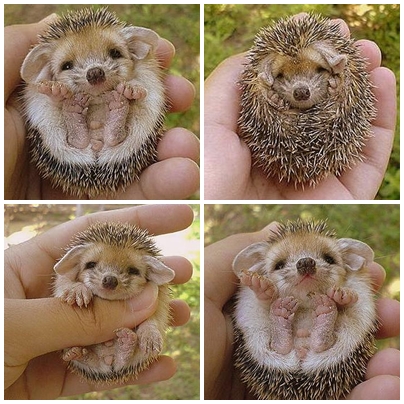 so klein... Foto & Bild | tiere, tierkinder, natur Bilder auf fotocommunity