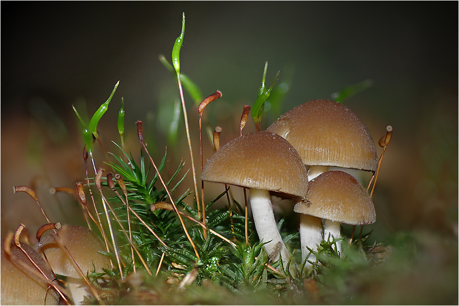 So klein und schon so giftig Foto & Bild | pflanzen, pilze & flechten ...