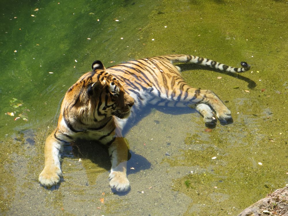 So lässt es sich aushalten bei der Hitze Foto & Bild | tiere, zoo ...