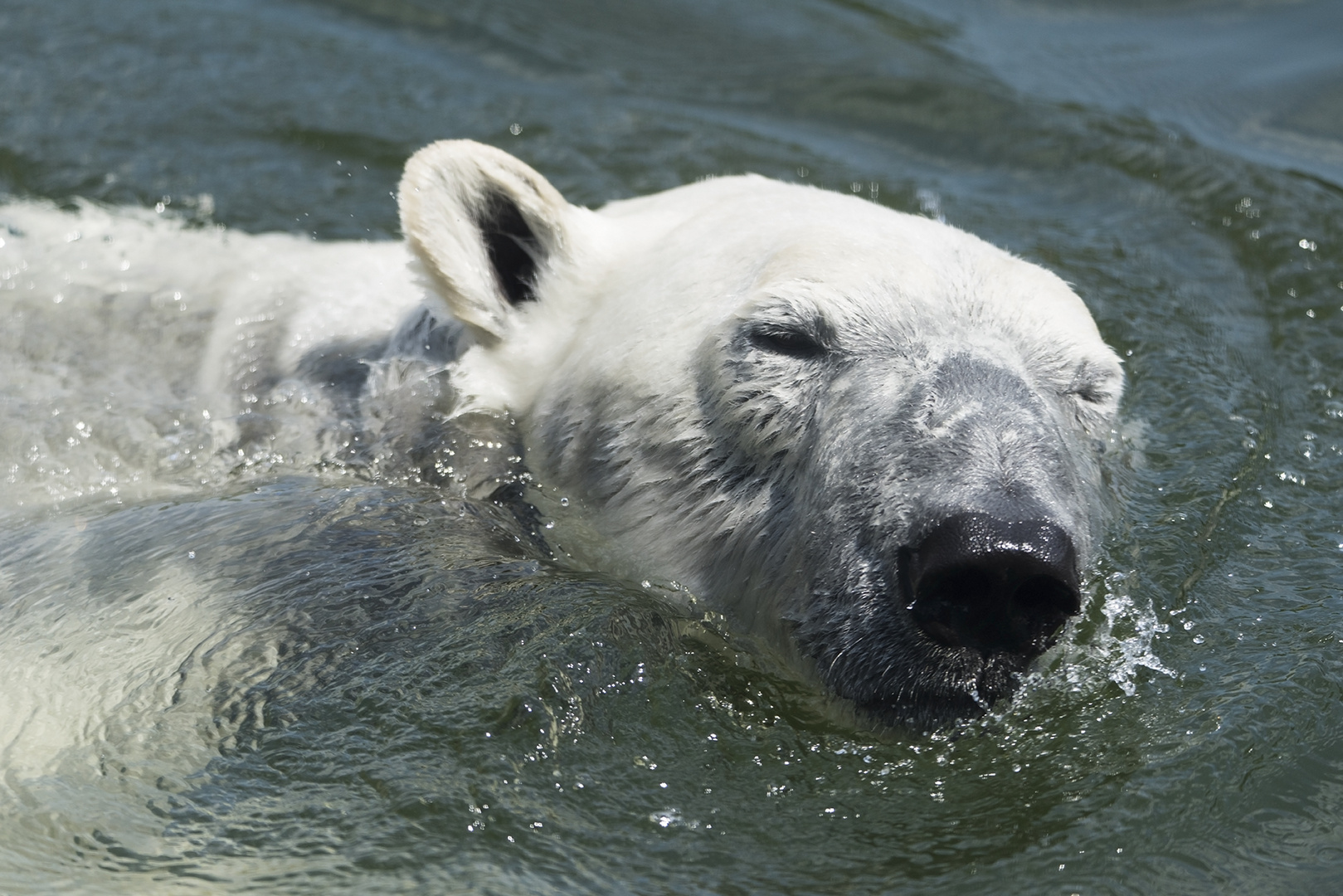 So lässt sich die Hitze aushalten... Foto & Bild | tiere, zoo, wildpark ...