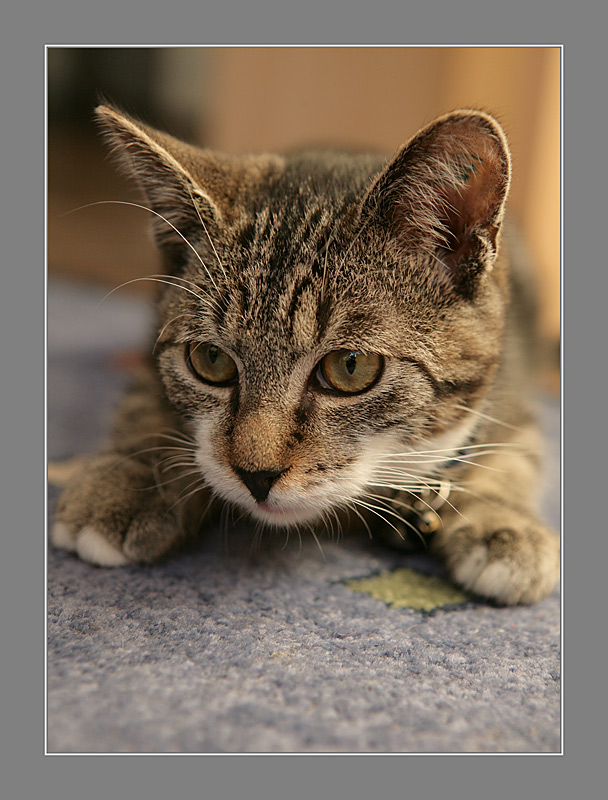 So langsam... Foto & Bild | tiere, haustiere, katzen Bilder auf fotocommunity