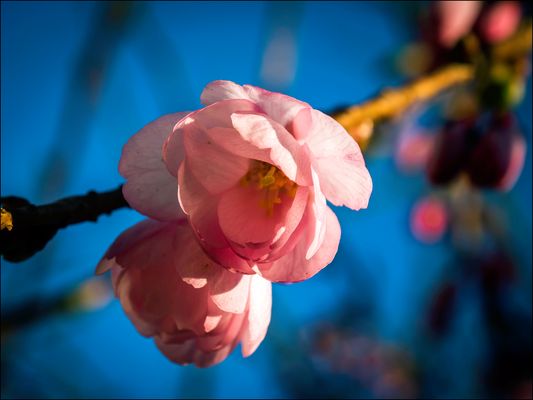 Einzelbäume Bilder & Fotos