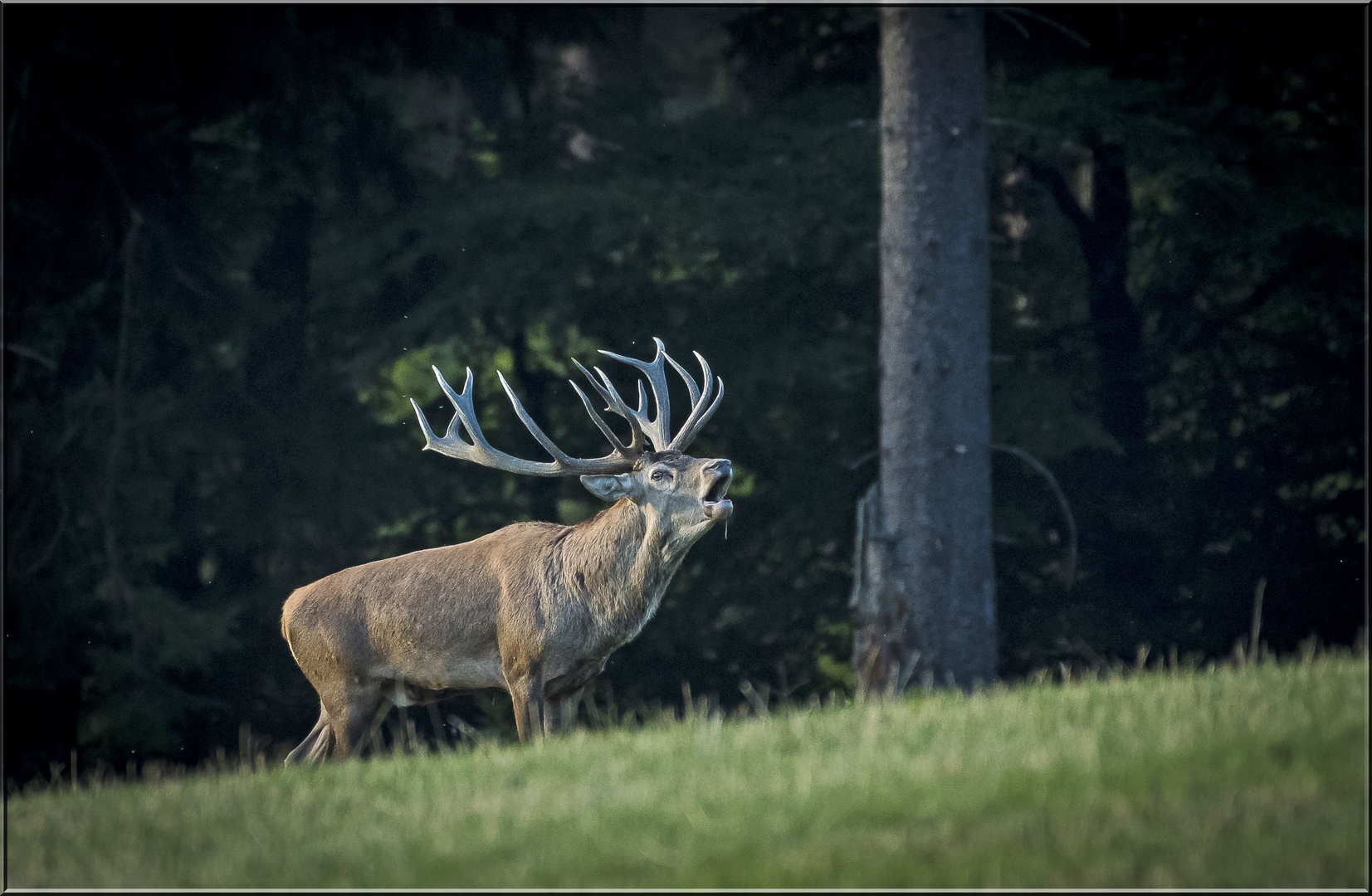 So langsam wird´s spannend... Foto & Bild | natur, herbst, zoo Bilder ...