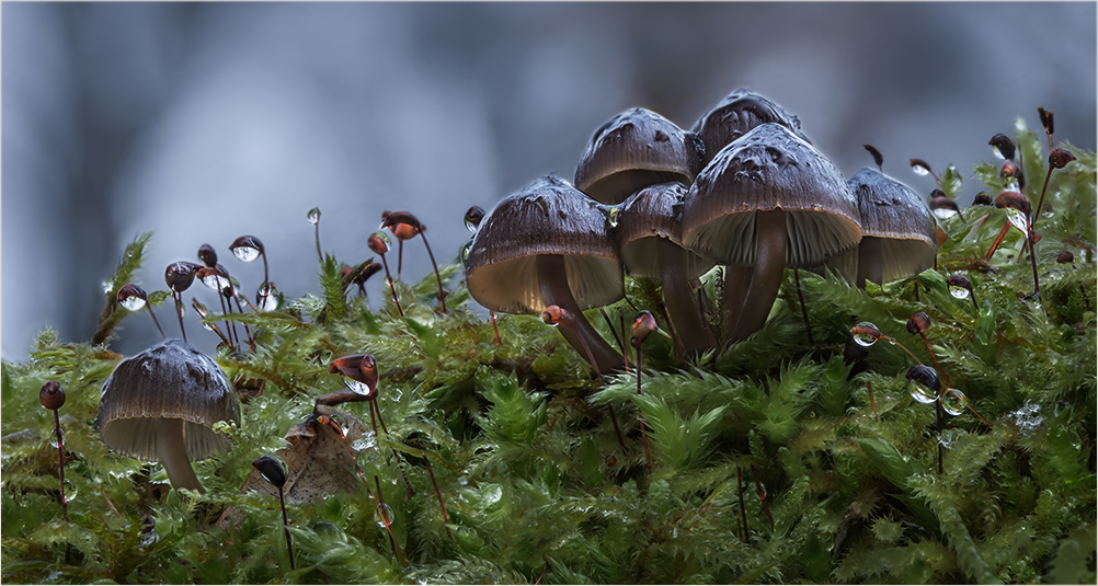 So nass und regnerisch ... Foto & Bild | pflanzen, pilze & flechten ...