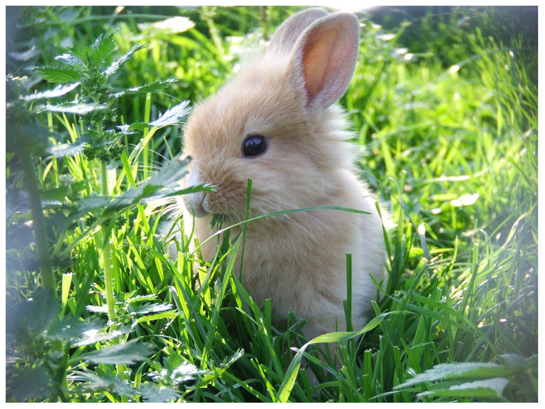 so niedlich... Foto & Bild | tiere, zoo, wildpark & falknerei ...