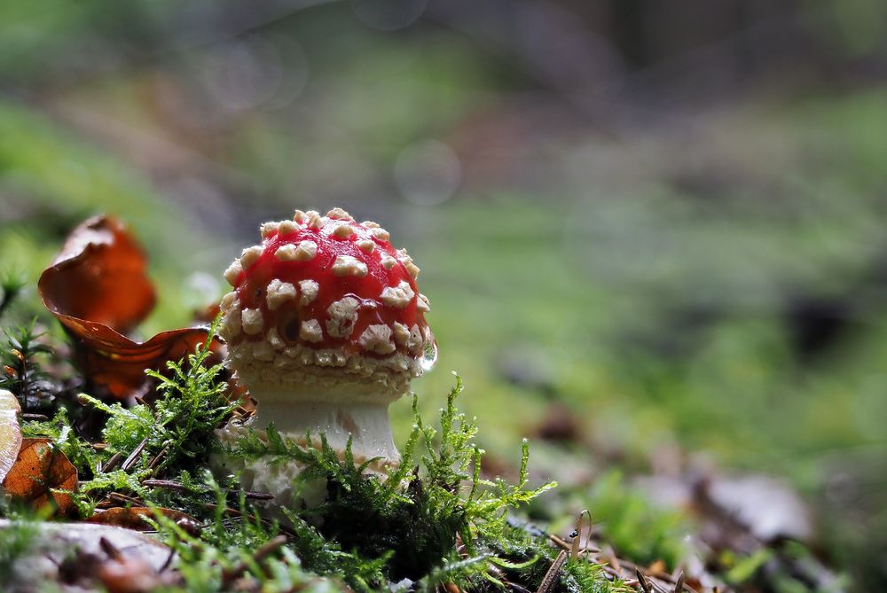 So rund.. Foto & Bild | pflanzen, pilze & flechten, pilze & flechten, jahreszeiten Bilder auf ...