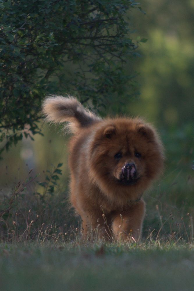 So schmeckt der Herbst .... Foto & Bild | tiere, haustiere, hunde ... So schmeckt der Herbst .... Foto & Bild | tiere, haustiere, hunde ...