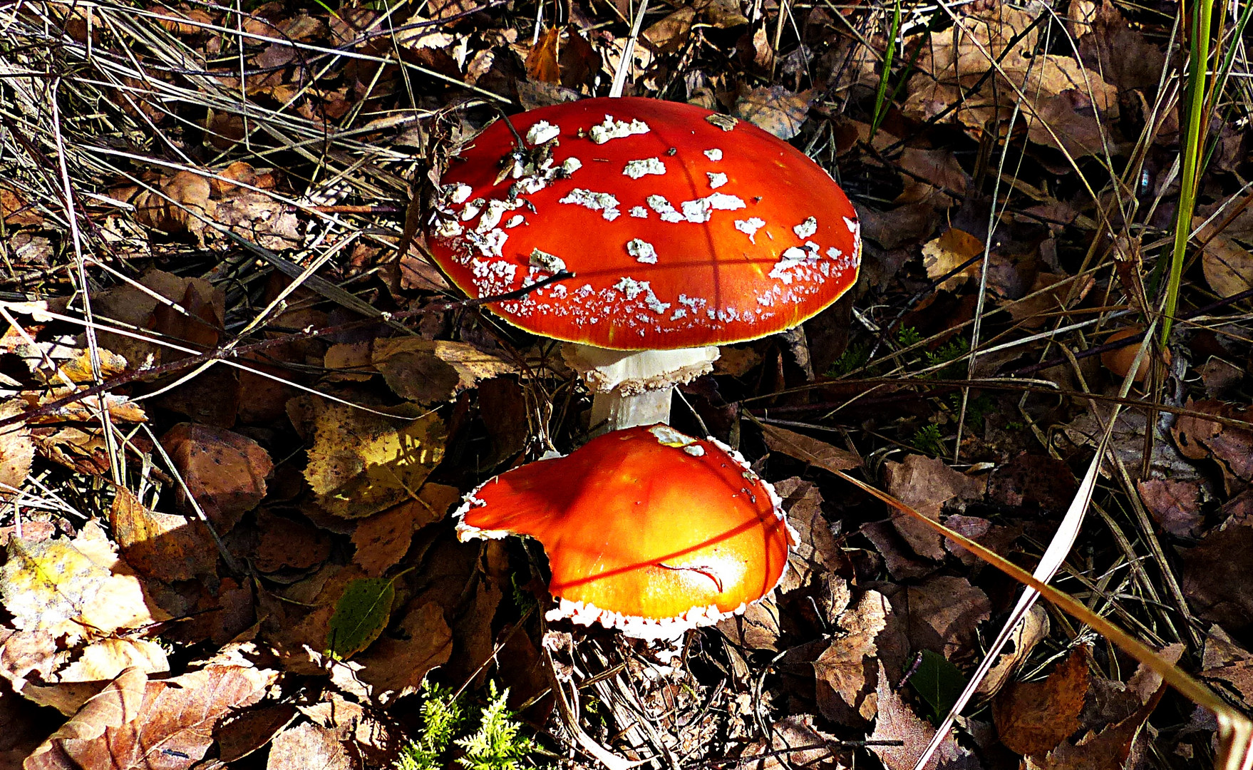 So schön, aber giftig Foto & Bild | abstraktes, pflanzen, pilze ...