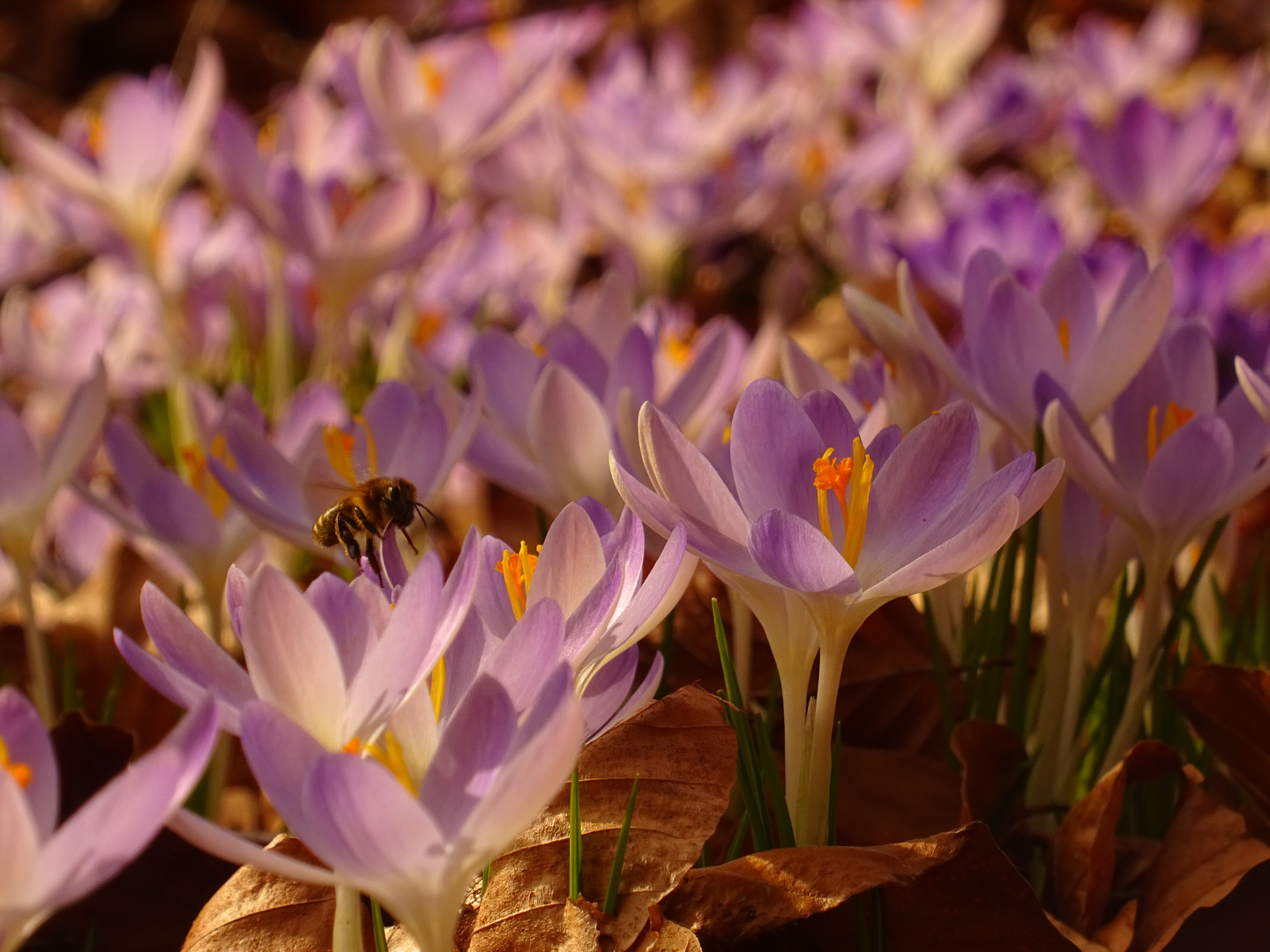 So schön ist der Februar Foto & Bild | natur Bilder auf fotocommunity