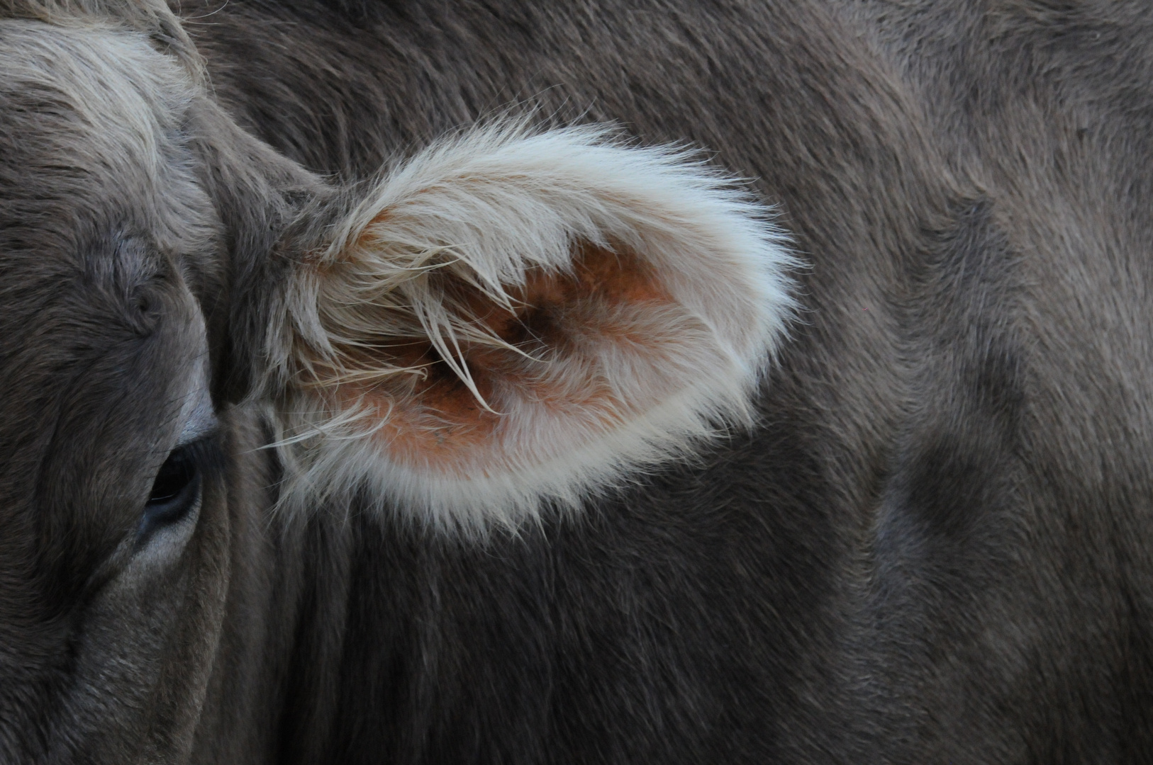 So schön können Ohren sein Foto & Bild | tiere, tierdetails, natur ...