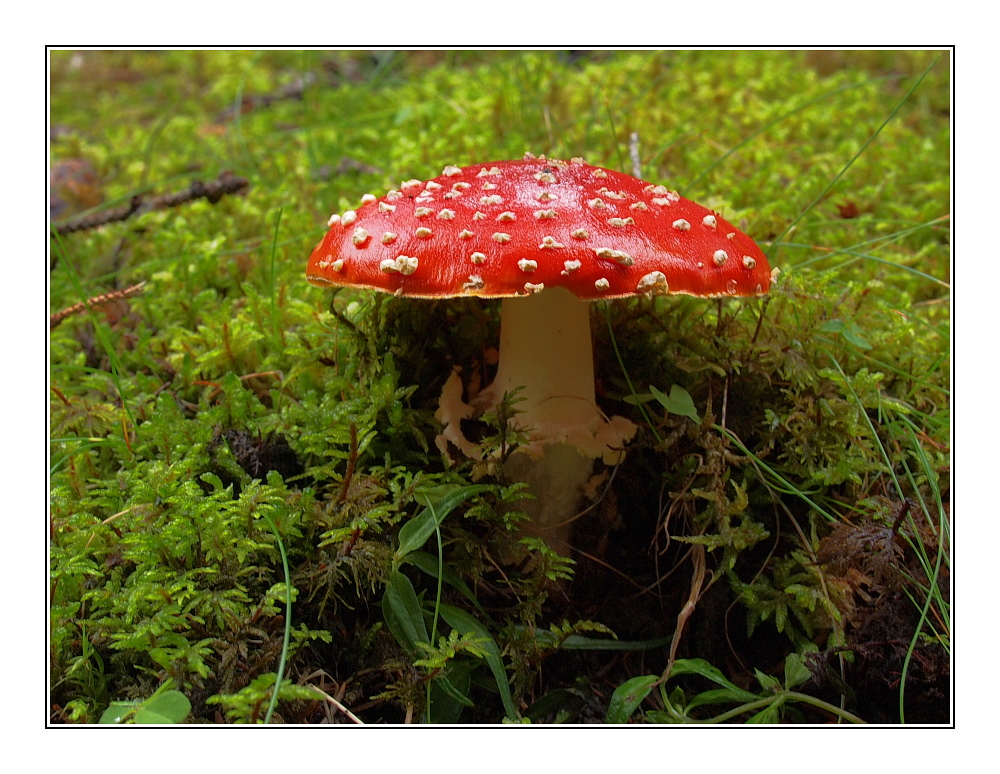 so schön und doch so giftig Foto & Bild | pflanzen, pilze & flechten ...