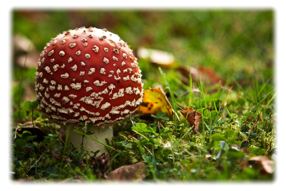 So schön und giftig Foto & Bild | pflanzen, pilze & flechten, pilze ...