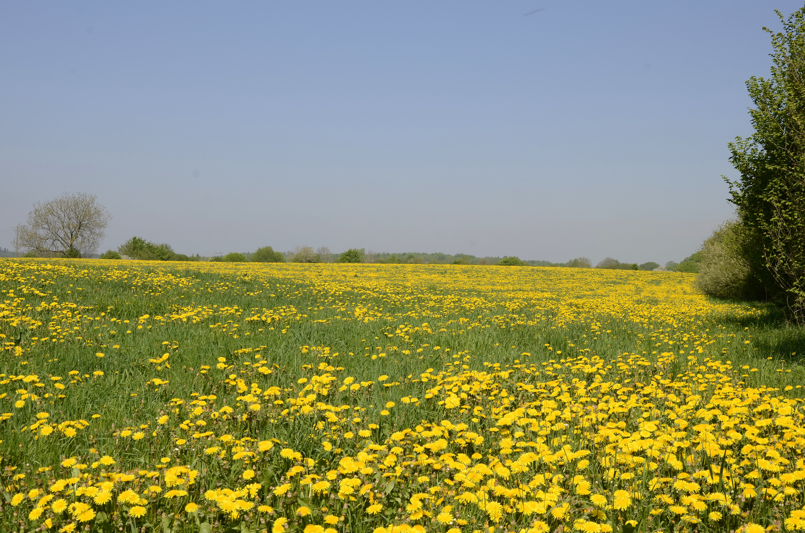 So sieht die Wiese , Foto & Bild | landschaft, Äcker, felder & wiesen ...