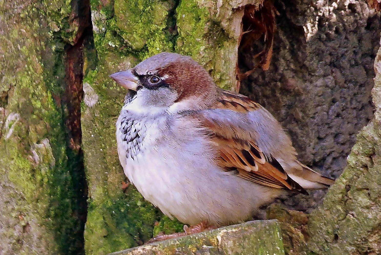 So sieht ein Spatz aus, . . . Foto & Bild | tiere, natur, vögel Bilder ...