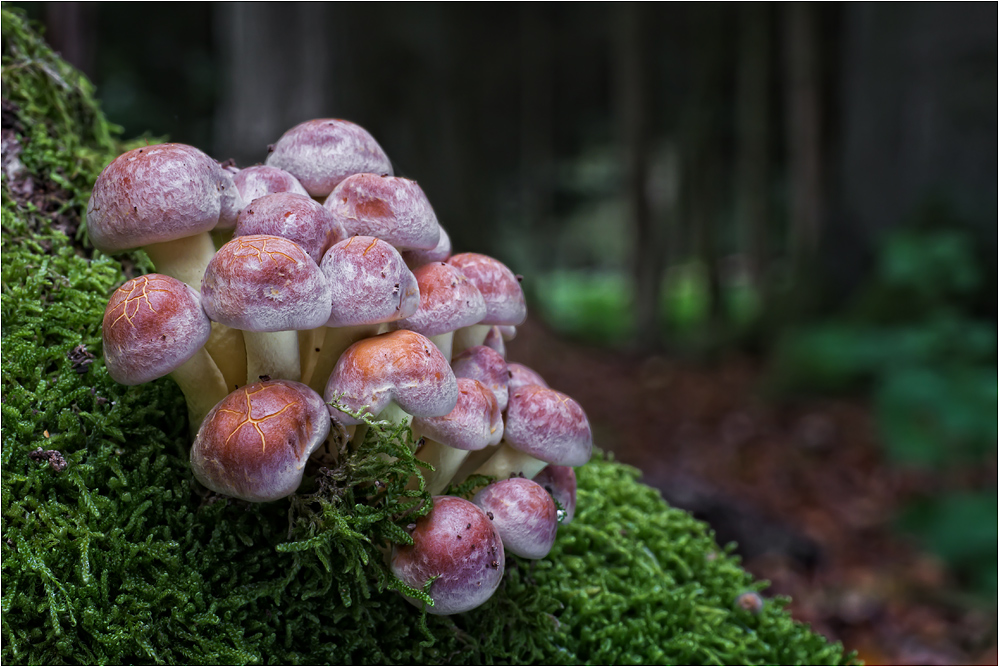 So sieht's im Wald aus... Foto & Bild | pflanzen, pilze & flechten, pilze & flechten, pilze ...