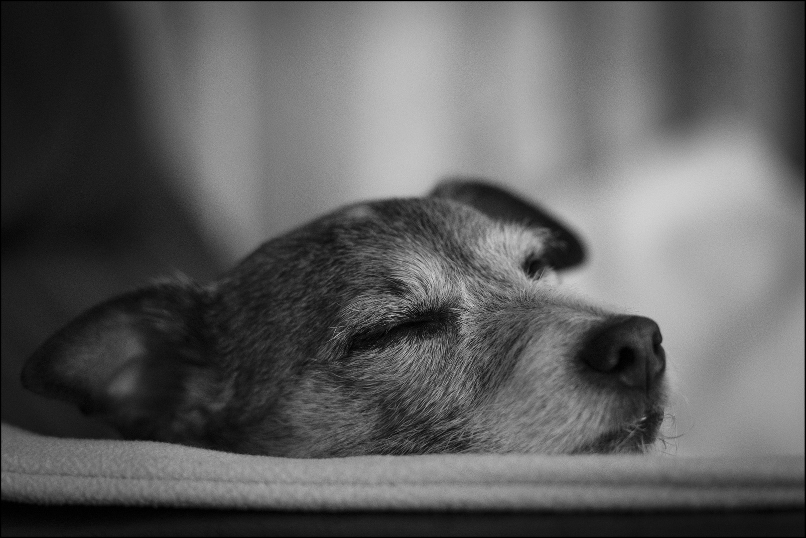 So spannend... Foto & Bild | tiere, haustiere, hunde Bilder auf ...