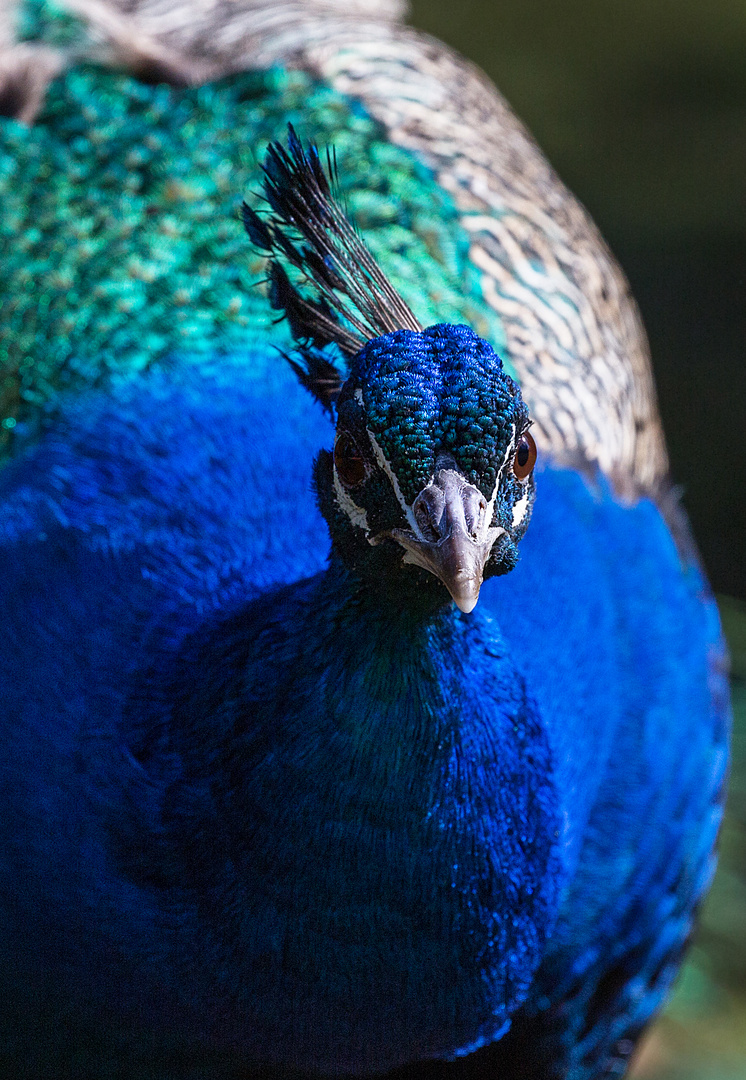 So stolz wie ein Pfau - Foto & Bild | natur, zoo, tiere Bilder auf ... So stolz wie ein Pfau - Foto & Bild | natur, zoo, tiere Bilder auf ...