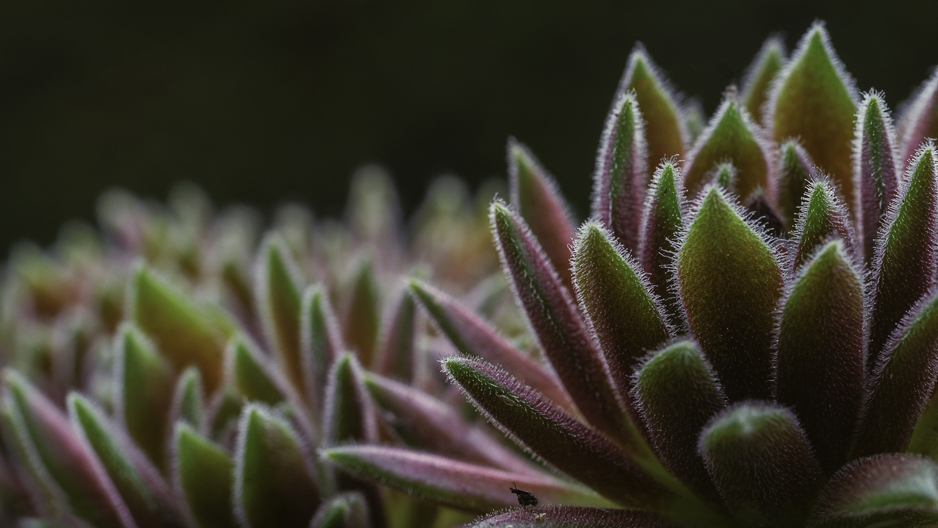 so weich ... Foto & Bild | projekte, mittwochsblümchen, blüten und ...